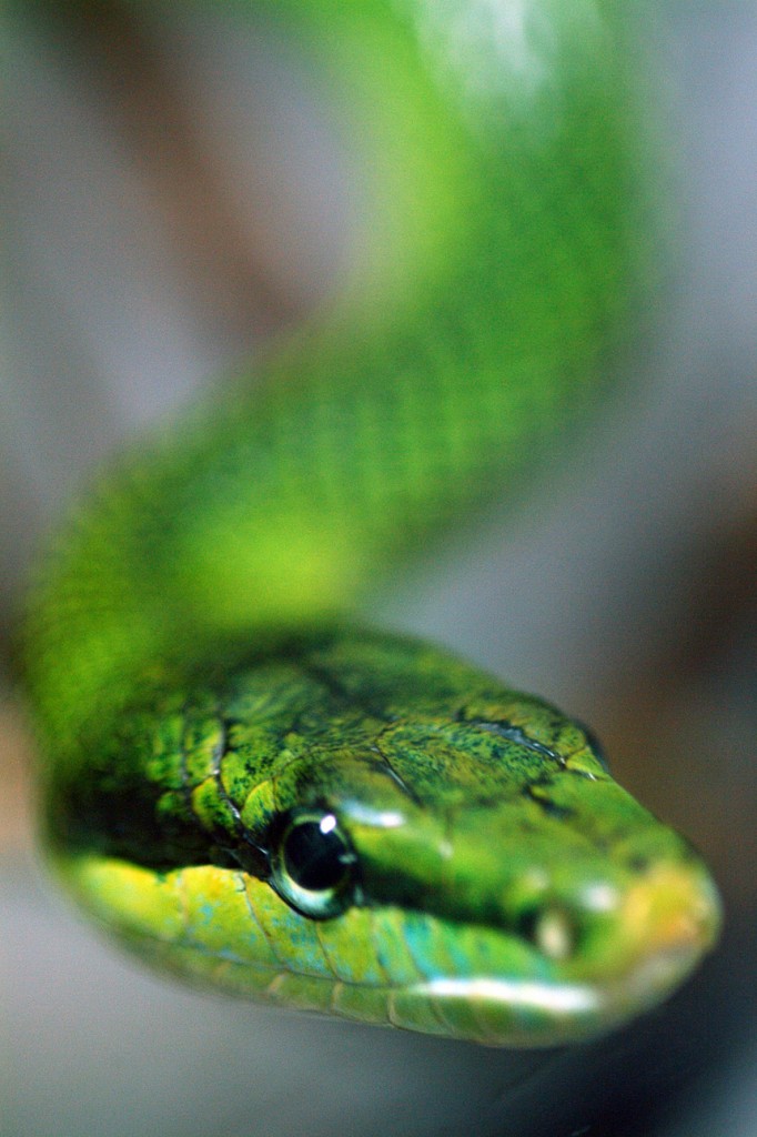 How to use an Anapen adrenaline injector – First aid for free