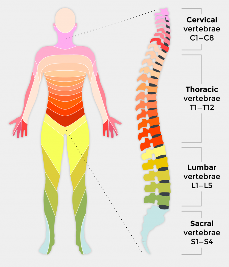 What is a Spinal Cord Injury (SCI)? - First Aid for Free