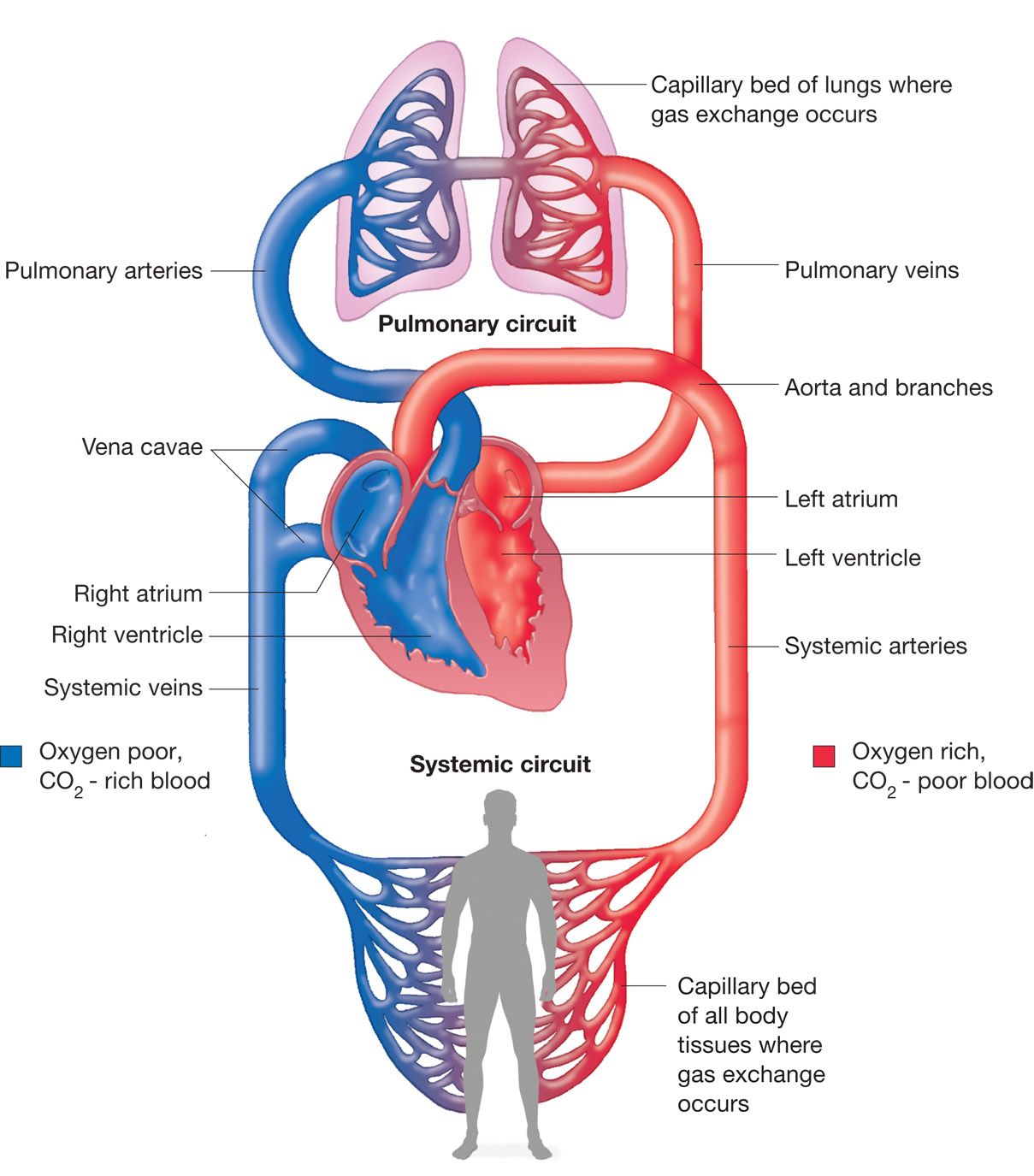 What Is The Function Of Veins In The Circulatory System First Aid 