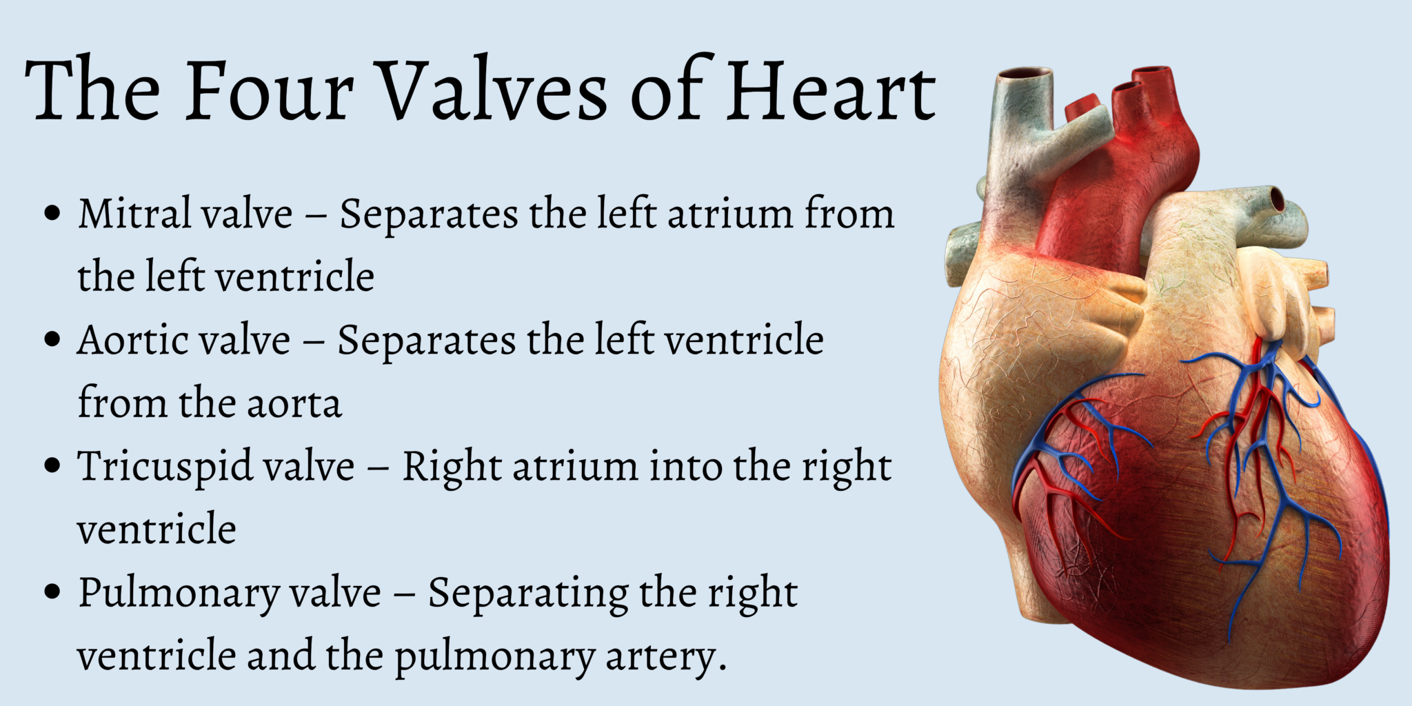 What are the Four Chambers of the Heart? - First Aid for Free