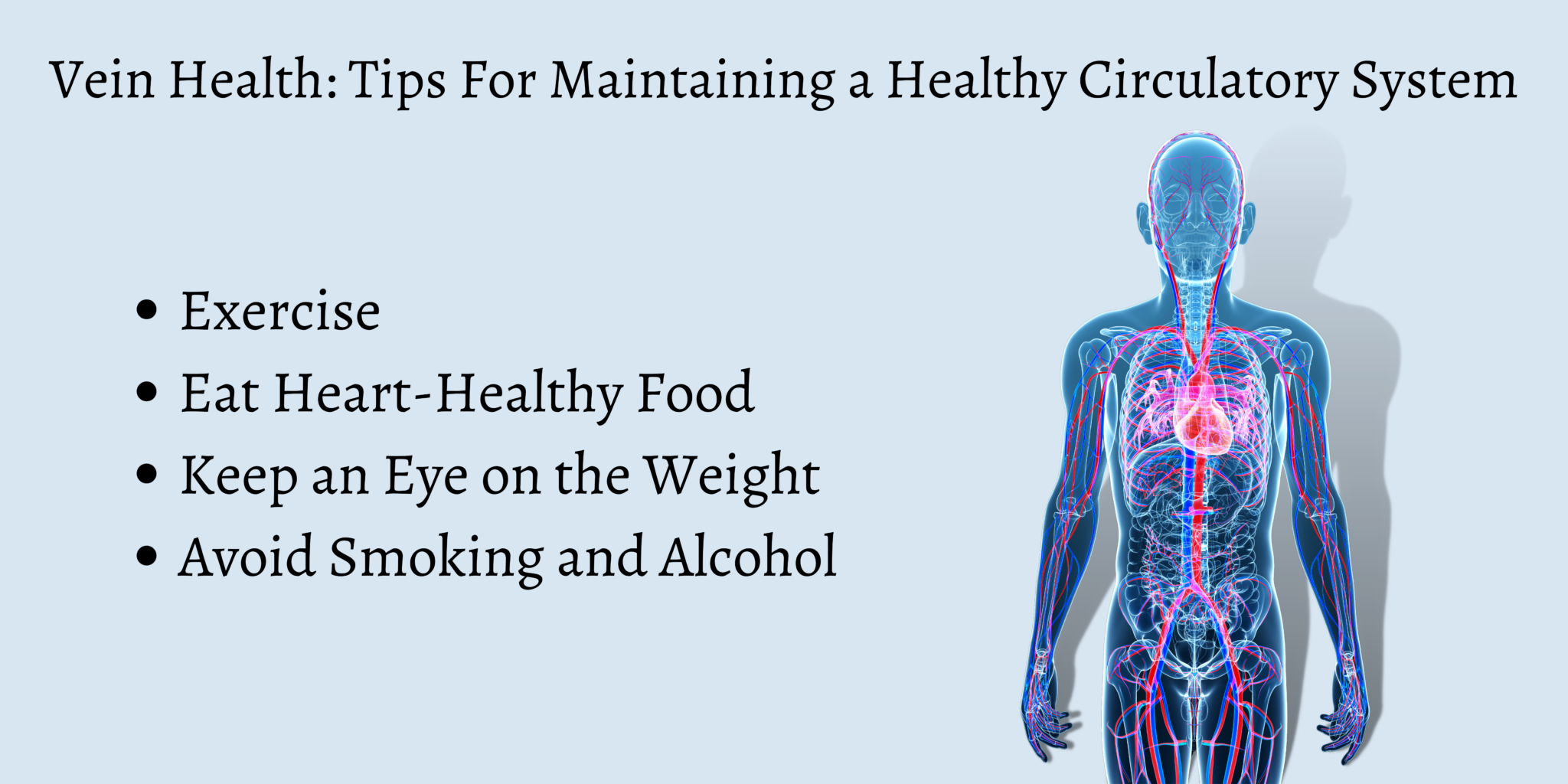 What is the Function of Veins in the Circulatory System? - First Aid ...