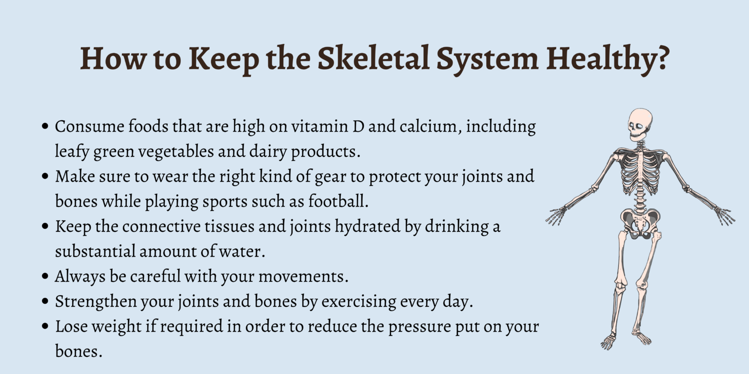 What Are The Functions Of The Skeletal System?