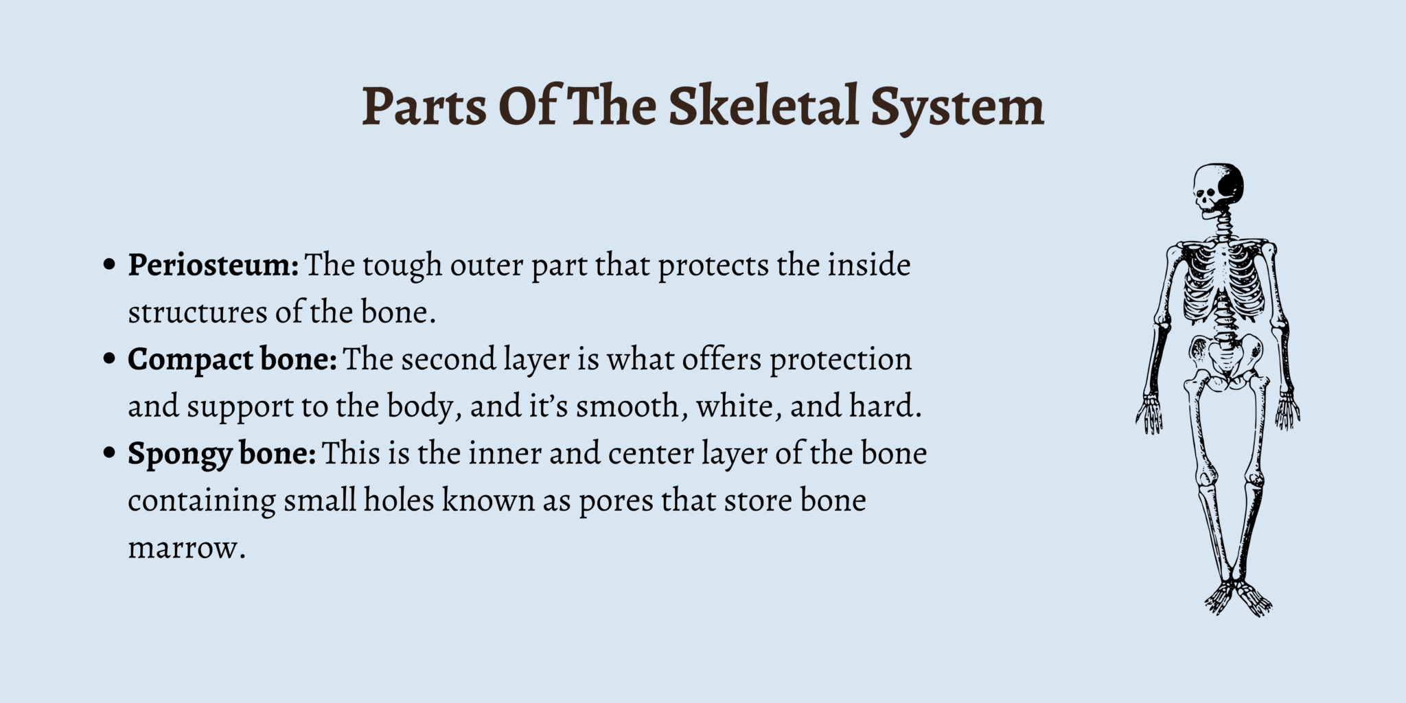 What Are The Functions Of The Skeletal System?